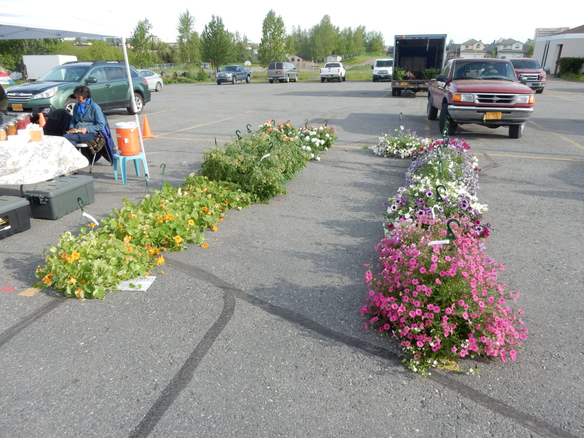 Market This Week: 6/1/19 – Anchorage Farmers Market